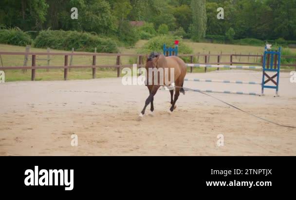 Sandy horse riding arena Stock Videos & Footage - HD and 4K Video Clips ...