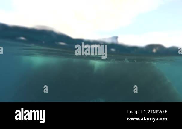 Humpback whales underwater of Pacific Ocean. Giant animal Megaptera ...