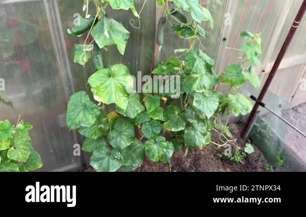 Spraying cucumber plants with chemicals in the garden. Protecting ...