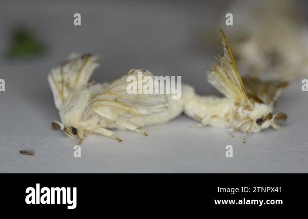 Male and female human mating Stock Videos & Footage - HD and 4K Video ...