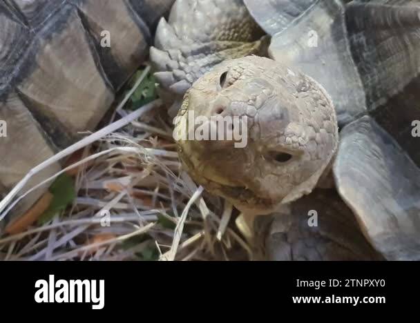 Turtle teeth Stock Videos & Footage - HD and 4K Video Clips - Alamy