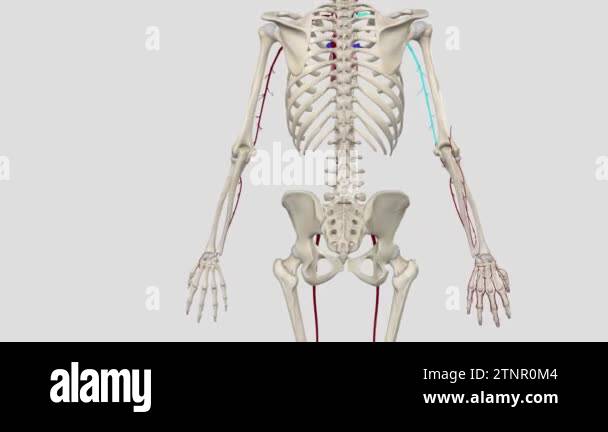 Forearm. Radial Artery The radial artery is one of two major blood ...