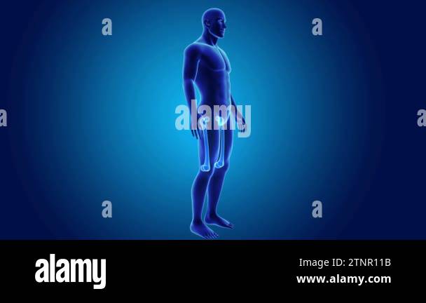 Abdomen healthy science anatomical Stock Videos & Footage - HD and 4K ...