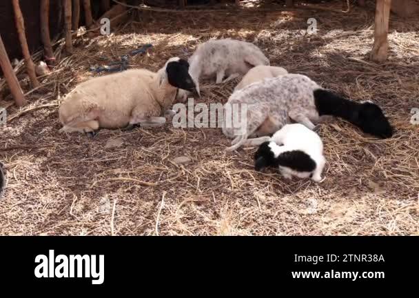 Shed in shade Stock Videos & Footage - HD and 4K Video Clips - Alamy