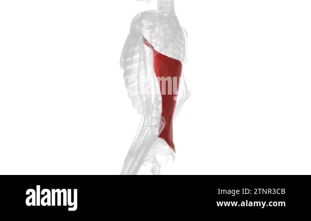 The latissimus dorsi is a broad, flat muscle occupying most of the ...