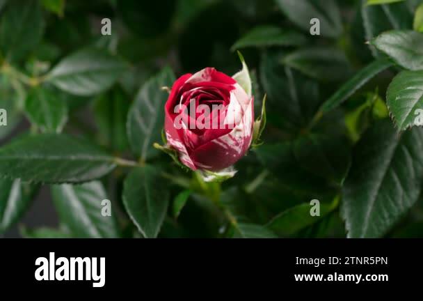 Opening red rose Stock Videos & Footage - HD and 4K Video Clips - Alamy