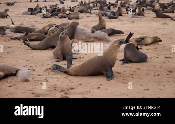 Colony of Seals in the Cape Cross Nature Reserve in the Skeleton Coast ...