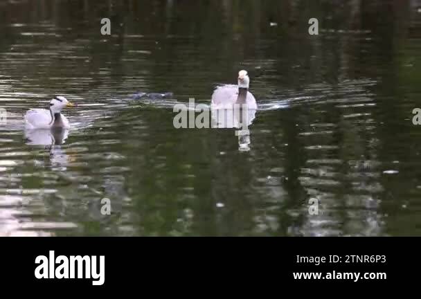 The bar-headed goose, Anser indicus is a goose that breeds in Central ...