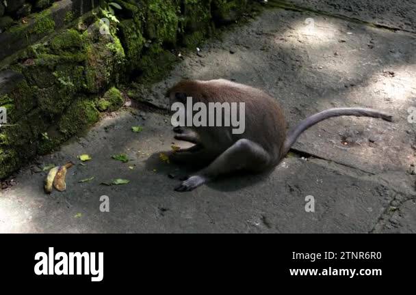 Monkey working Stock Videos & Footage - HD and 4K Video Clips - Alamy