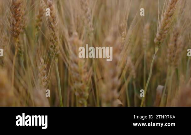 Selective focus of yellow wheat sprouts on fields in beautiful warm ...