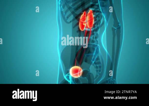 Male Urinary System with Reproductive System Anatomy Animation Concept ...