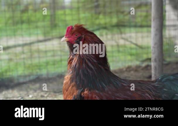 Hen behind fence Stock Videos & Footage - HD and 4K Video Clips - Alamy