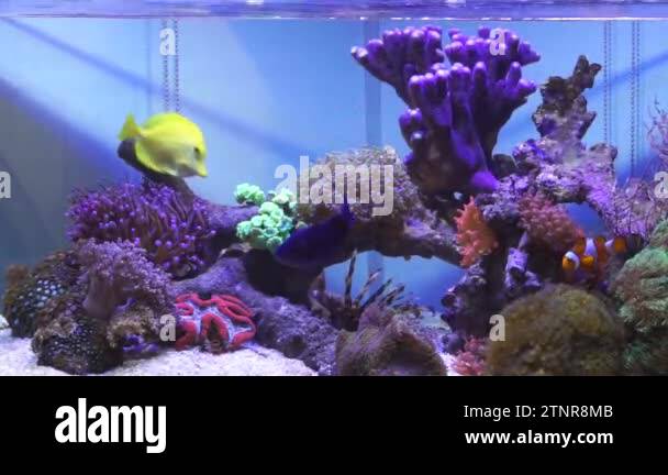 Underwater reef salt water Stock Videos & Footage - HD and 4K Video ...
