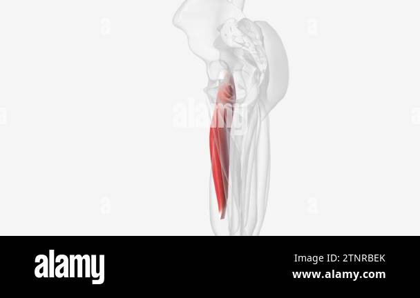 The rectus femoris is a long, fleshy muscle located in the anterior ...