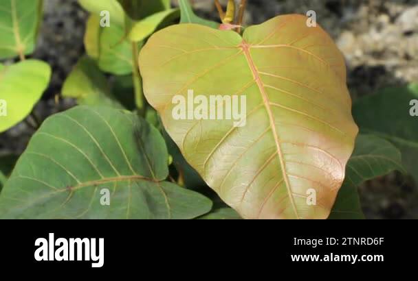 Ficus religiosa. Sacred fig. Bodhi tree. Pimple tree. Peepul tree ...
