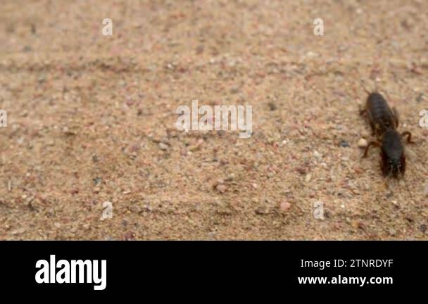 Mole crickets are members of insect family Gryllotalpidae, in order ...