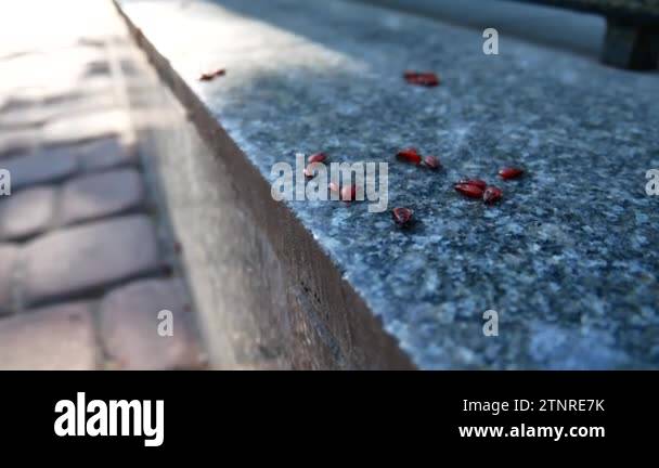 Insect on granite Stock Videos & Footage - HD and 4K Video Clips - Alamy