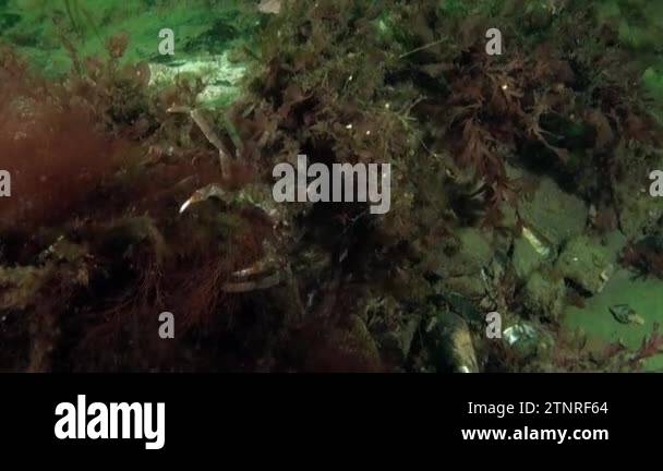 Crab in algae of seabed of fantastic underwater world of Kara Sea ...