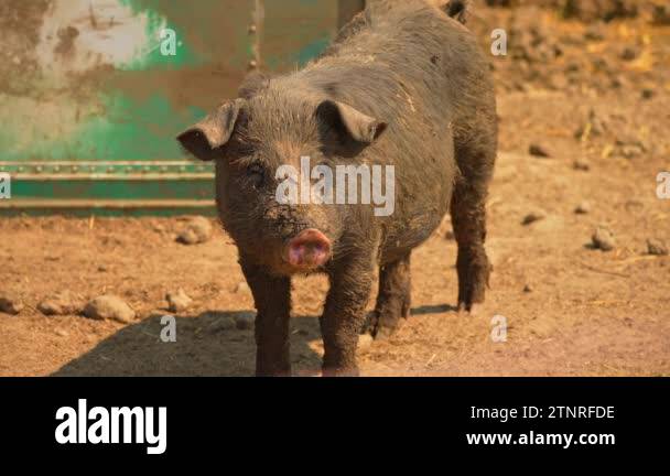 Pigs in the dirt at open farm slow motion, hot summer evening ...