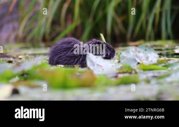 Swimming nutria muskrat beaver rat or river rat in garden pond or lake ...