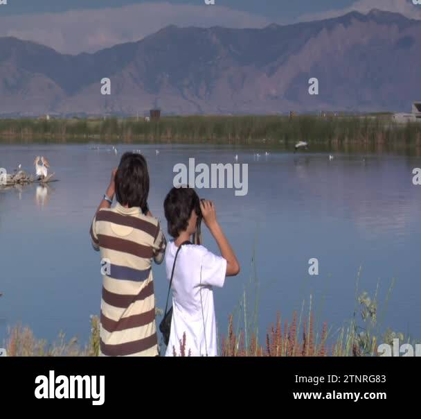 Study of birds Stock Videos & Footage - HD and 4K Video Clips - Alamy