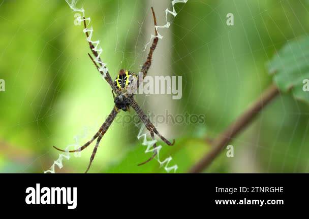 Spider web webs spiders Stock Videos & Footage - HD and 4K Video Clips ...