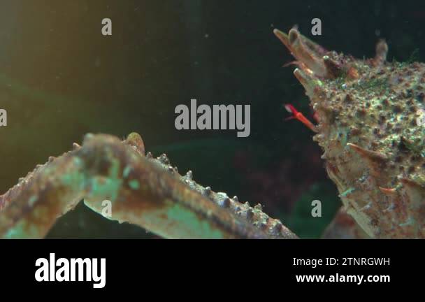 The Japanese spider crab is the largest living crab species, ultra hd ...