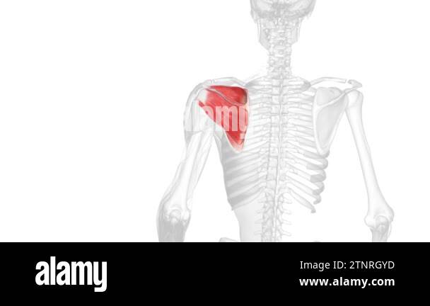 The rotator cuff is a group of four muscles that come together as ...