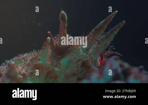 The Japanese spider crab is the largest living crab species, ultra hd ...