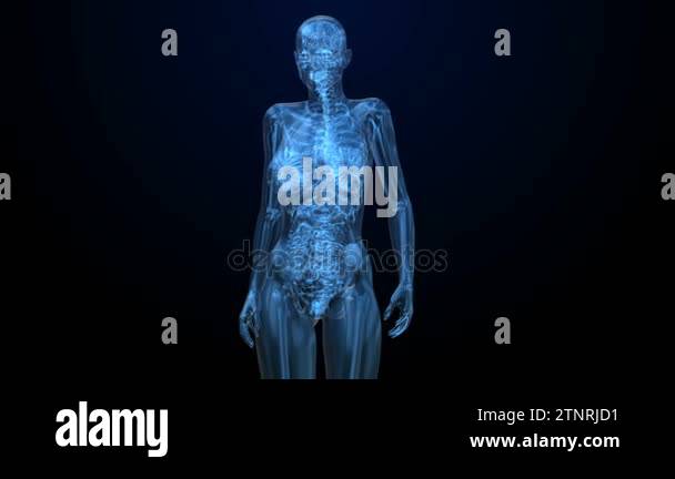 Anatomical drawing woman Stock Videos & Footage - HD and 4K Video Clips ...