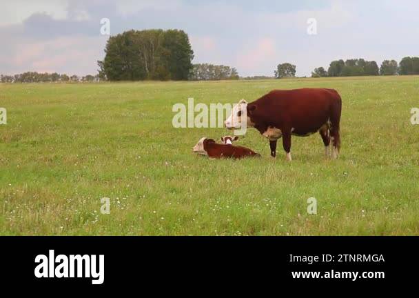 Cow with two Stock Videos & Footage - HD and 4K Video Clips - Alamy