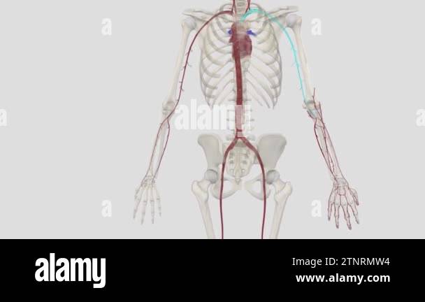 Forearm. Radial Artery The radial artery is one of two major blood ...