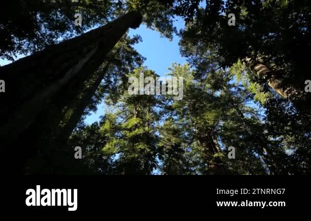 California redwood national park lady Stock Videos & Footage - HD and ...
