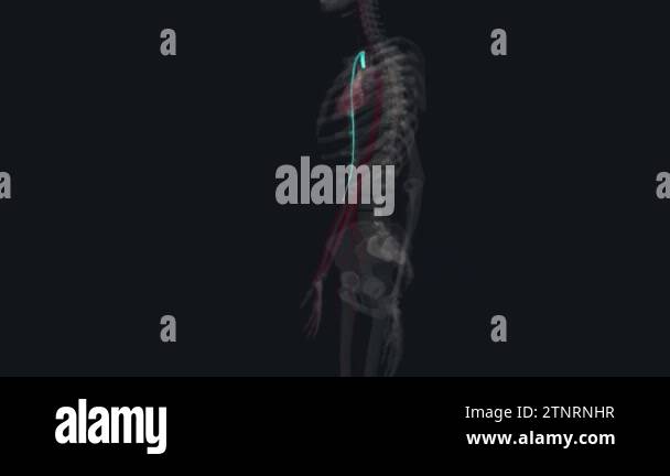 Forearm. Radial Artery The radial artery is one of two major blood ...