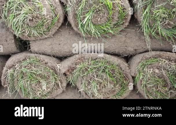 Turf on pallets Stock Videos & Footage - HD and 4K Video Clips - Alamy