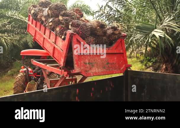 Truck unloading fruits Stock Videos & Footage - HD and 4K Video Clips ...