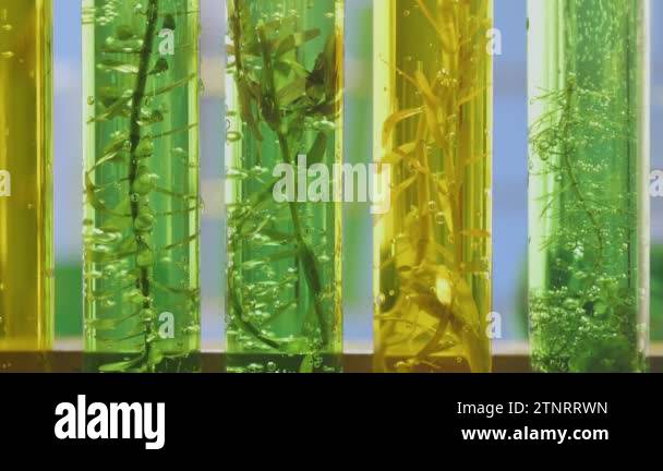 Algae fuel biofuel industry lab researching for alternative to fossil ...