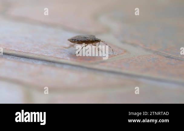 Bug crawling Stock Videos & Footage - HD and 4K Video Clips - Alamy