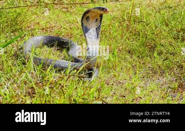 .Spreading hood of a cobra. Its eyes scan the area for potential ...