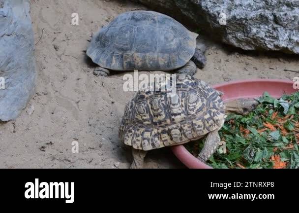 Hermanns tortoise Testudo hermanni and Marginated tortoise Testudo ...