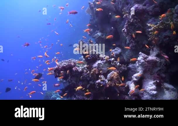 School of small fish on underwater coral reef. Underwater coral reef is ...