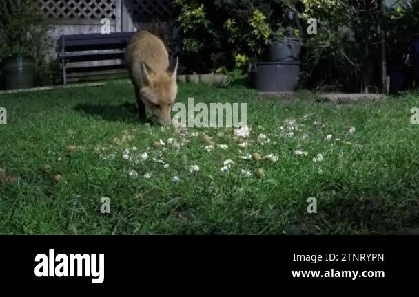 The red fox is the largest of the true foxes and one of the most widely ...