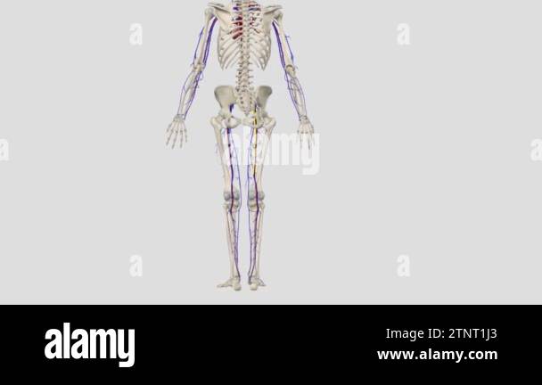 Continuing proximally, the superficial femoral vein is joined by the ...