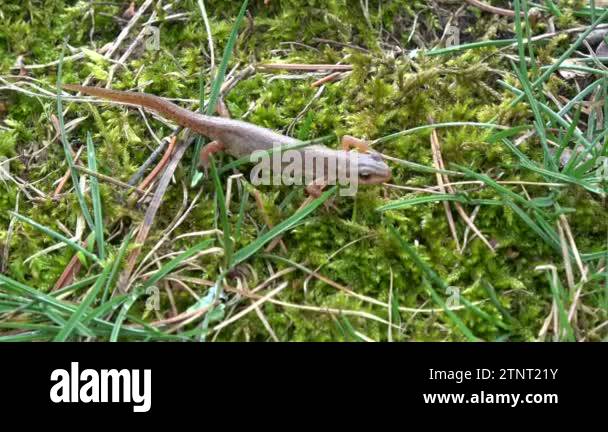 Triturus vulgaris in natural Stock Videos & Footage - HD and 4K Video ...