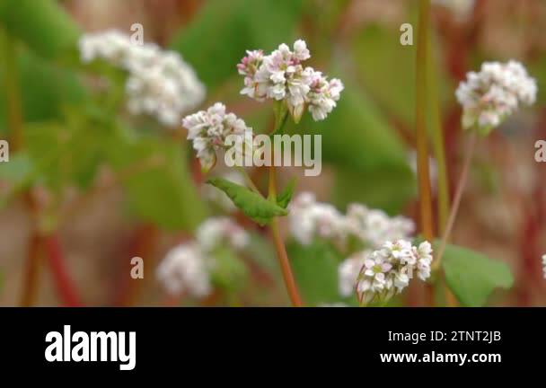 Buckwheat flowers with ready buckwheat grains. Blooming buckwheat field ...
