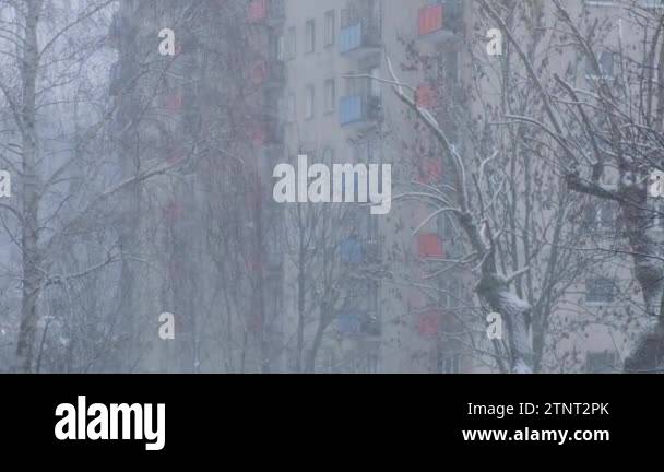 Extreme Falling snow between trees during heavy snowfall in winter city ...