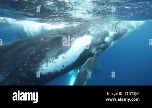 Humpback whales underwater of Pacific Ocean. Giant animal Megaptera ...