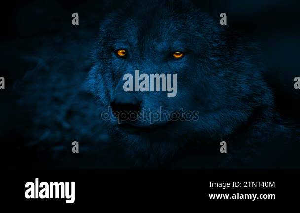 Animal eyes night glowing nature Stock Videos & Footage - HD and 4K ...