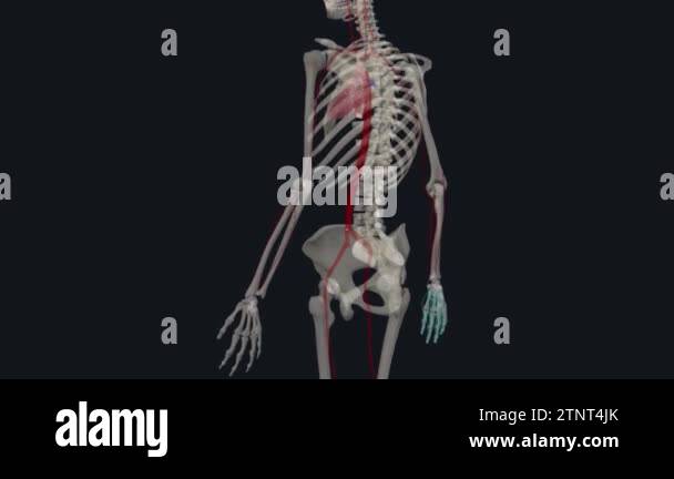 Forearm. Radial Artery The radial artery is one of two major blood ...