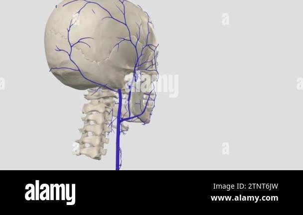 Interior jugular veins: These are larger than the external veins and ...